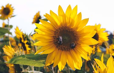 CNB Bank - 2026 Calendar Photography Contest